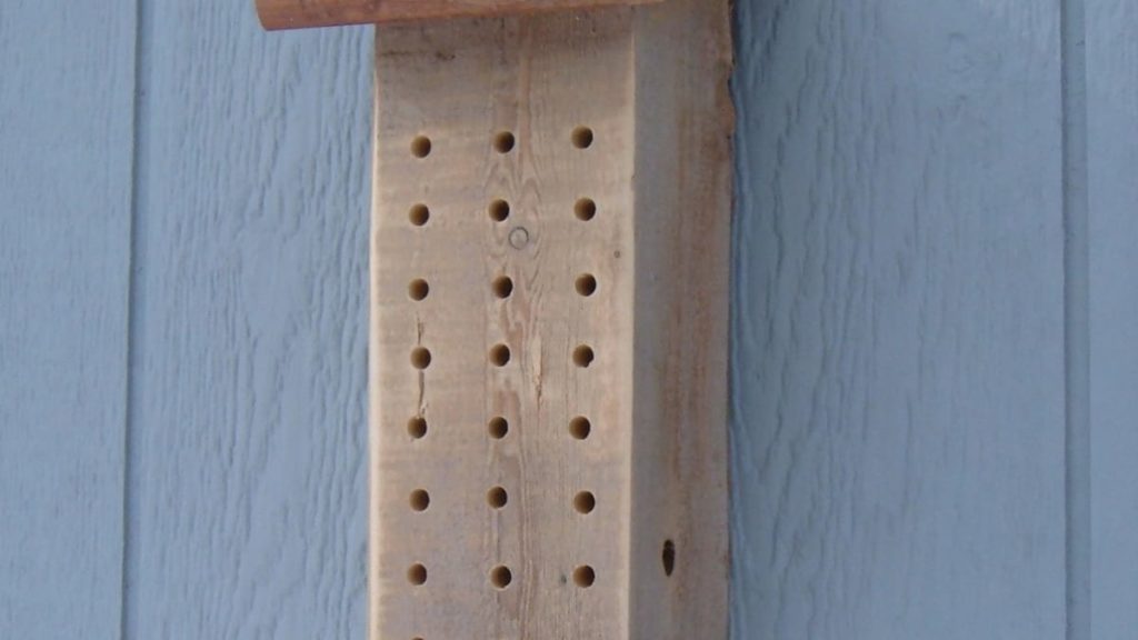 Build a Native (Mason) Bee Box - Community Sustainability Center | Home ...